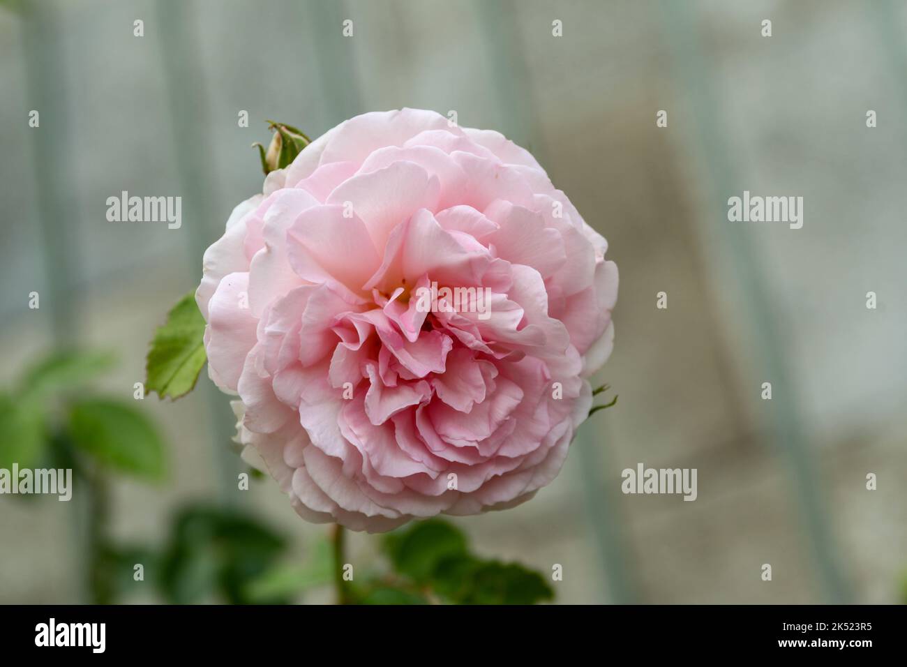 Single flower of a rose in the color pink Stock Photo - Alamy