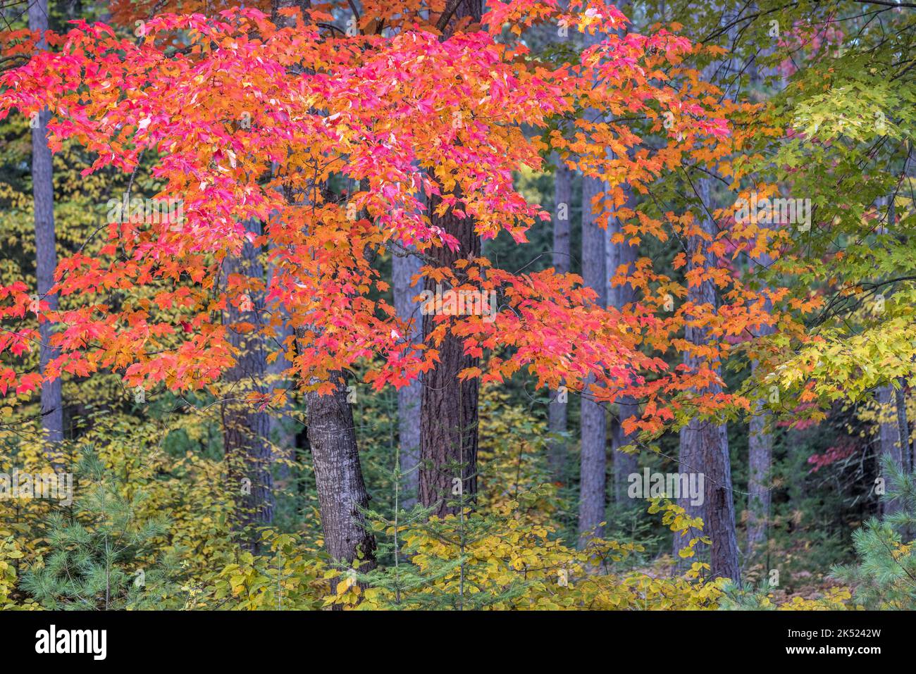 Autumn in the Chequamegon-Nicolet National Forest in northern Wisconsin ...