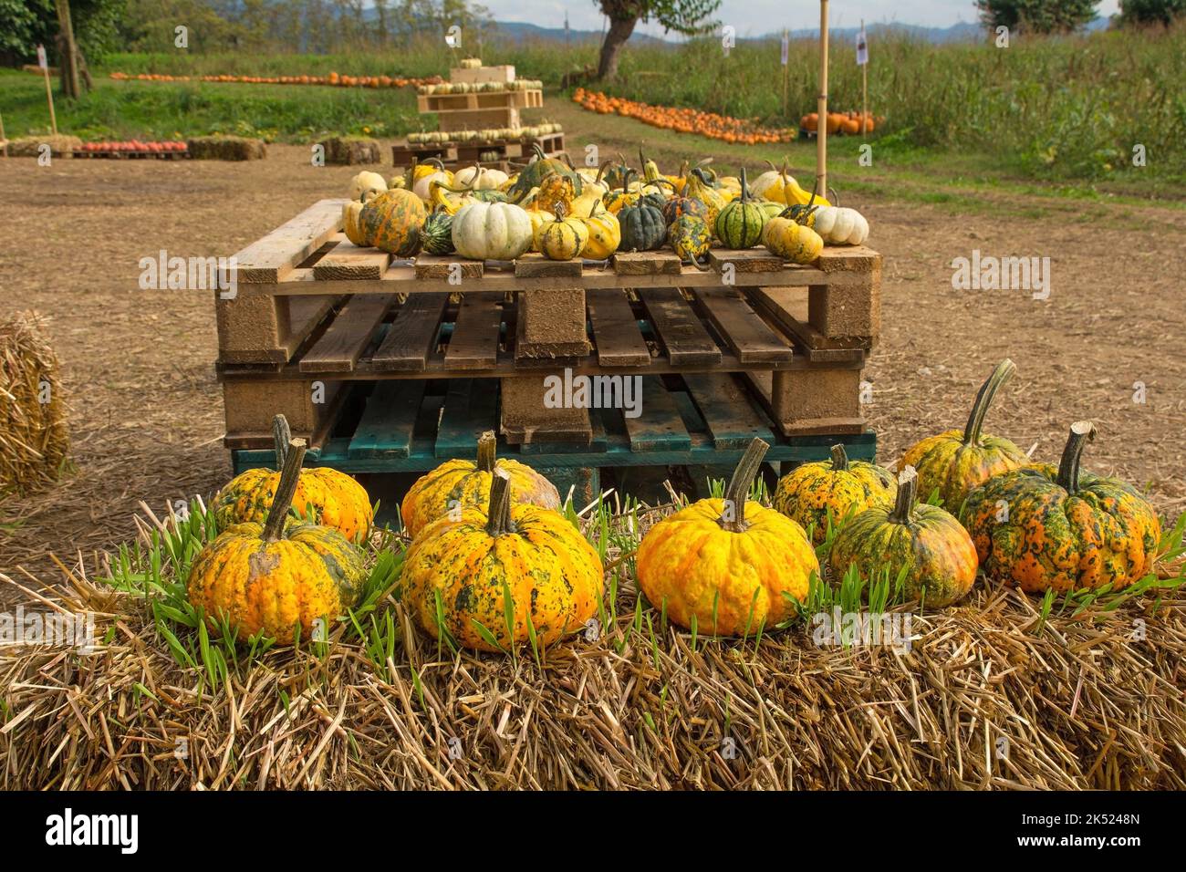 An early October display of pumpkins in a pumpkin farm field in north ...