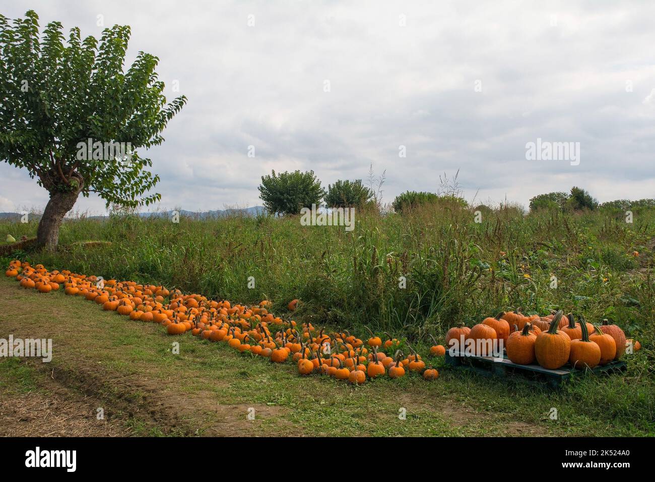 An early October display of traditional orange Halloween pumpkins in a ...