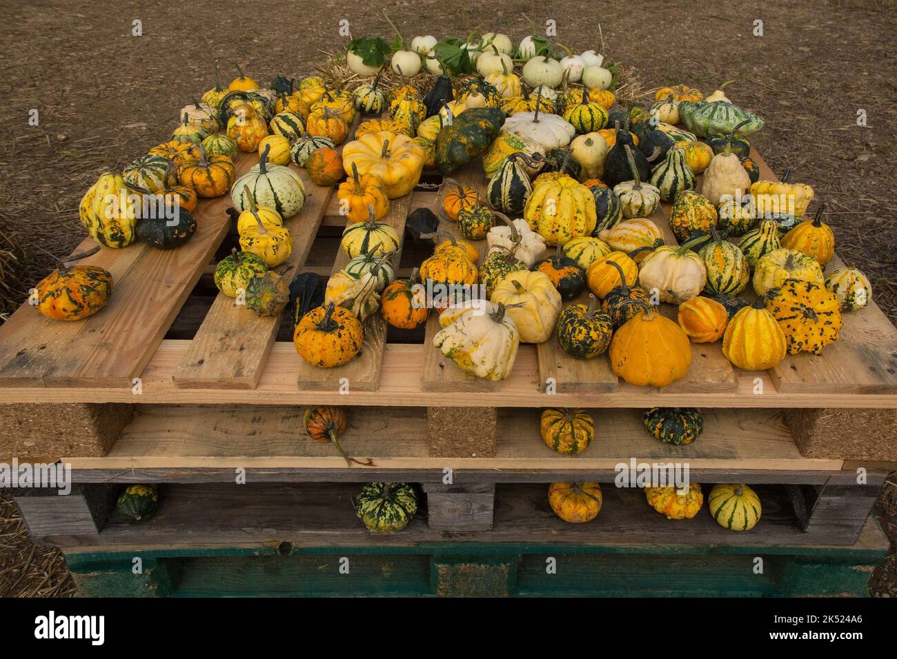 An early October display of small pumpkins in a pumpkin farm field in ...