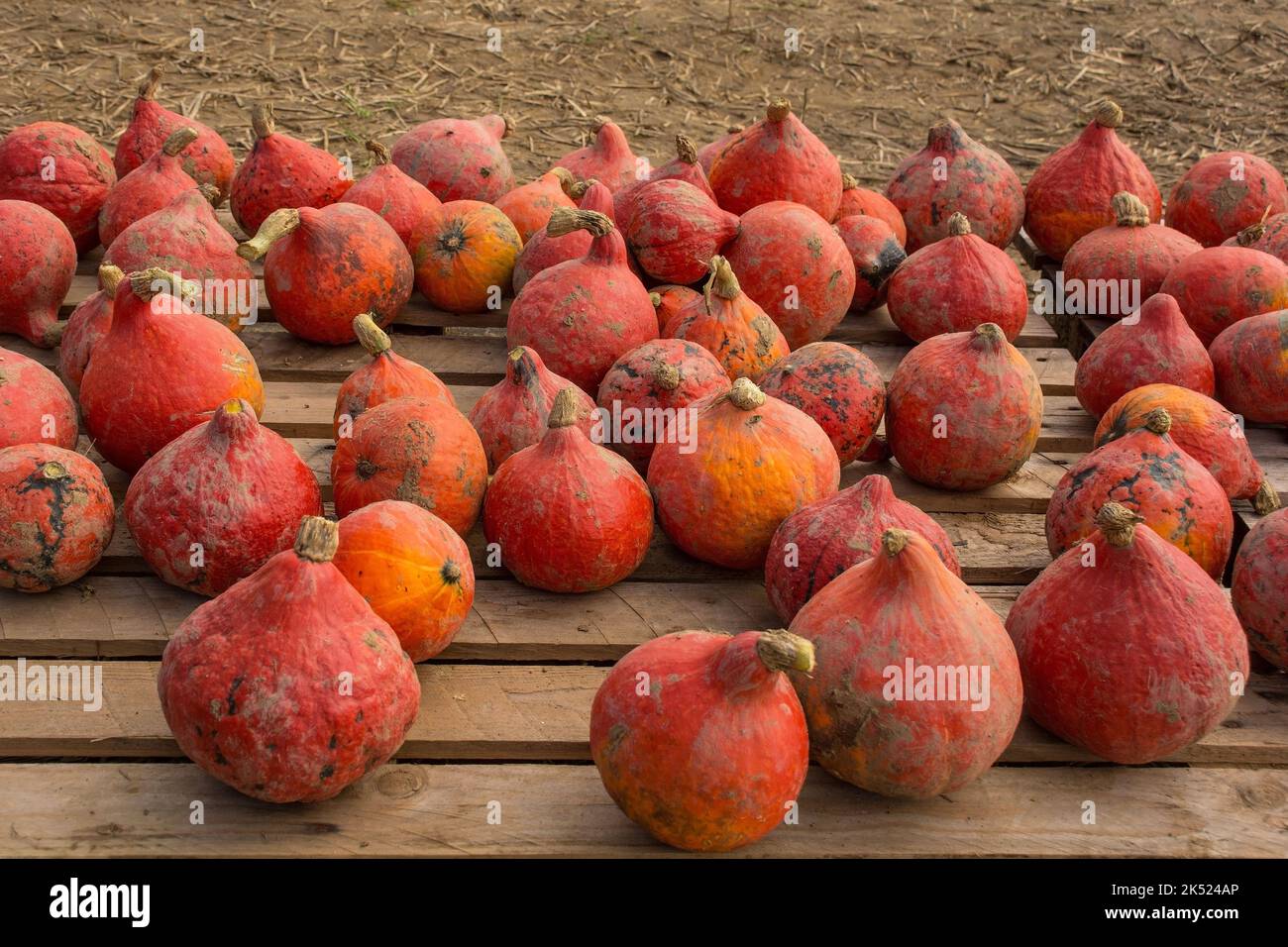 An early October display of Hokkaido pumpkins, also called red kuri ...