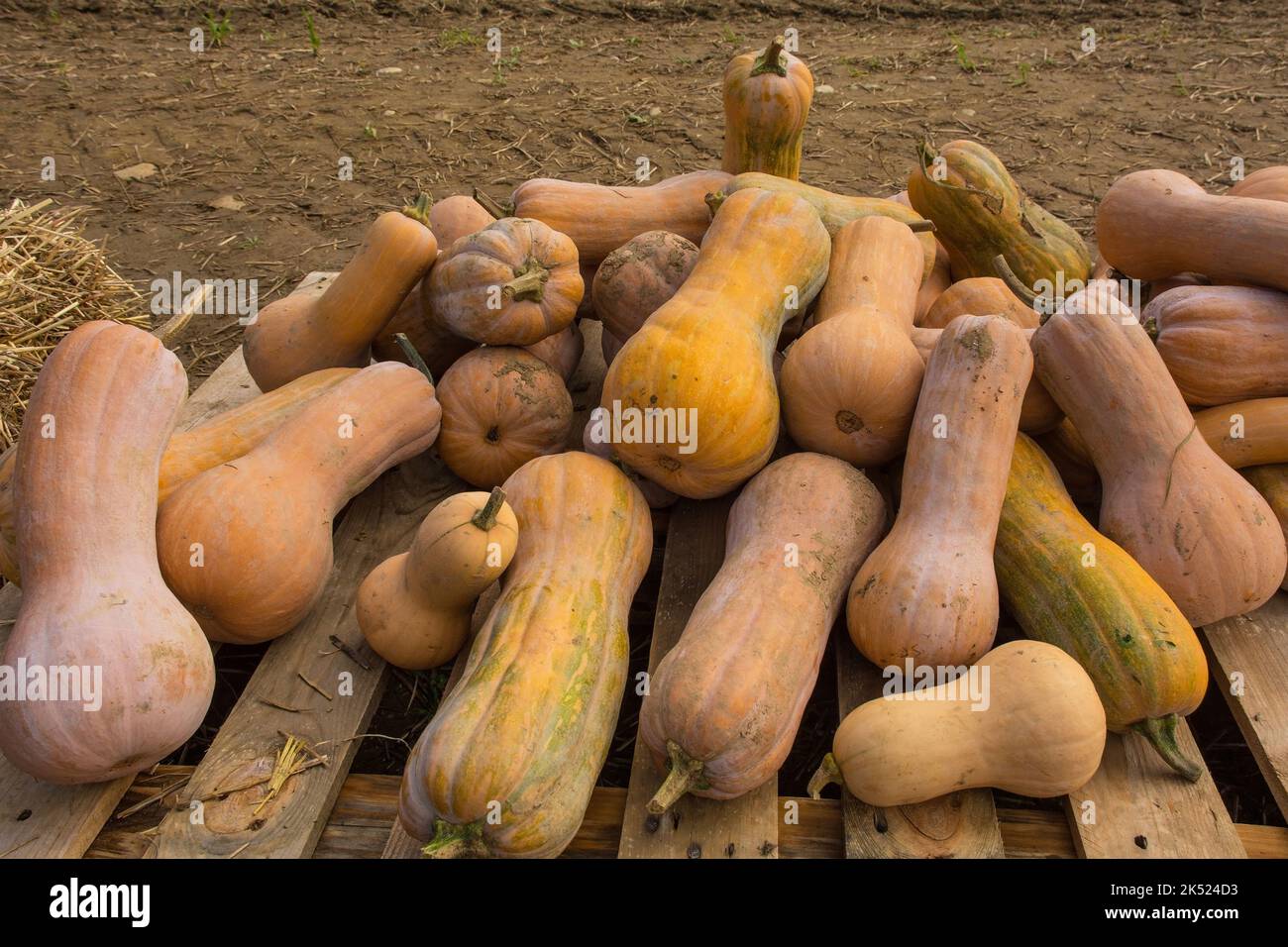 An early October display of rogosa violina squashes in a pumpkin farm ...