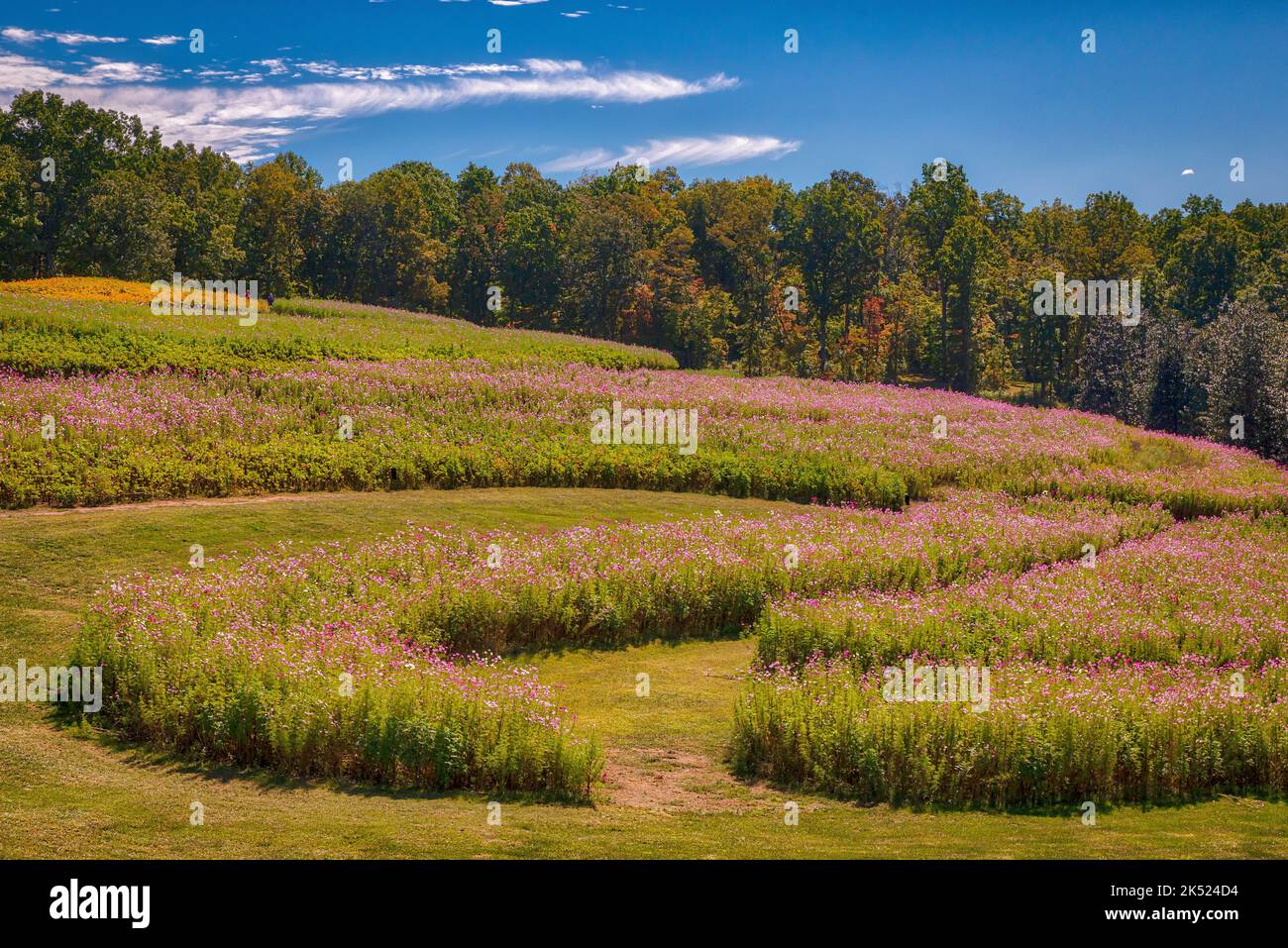 Georgia wildflowers hi-res stock photography and images - Alamy