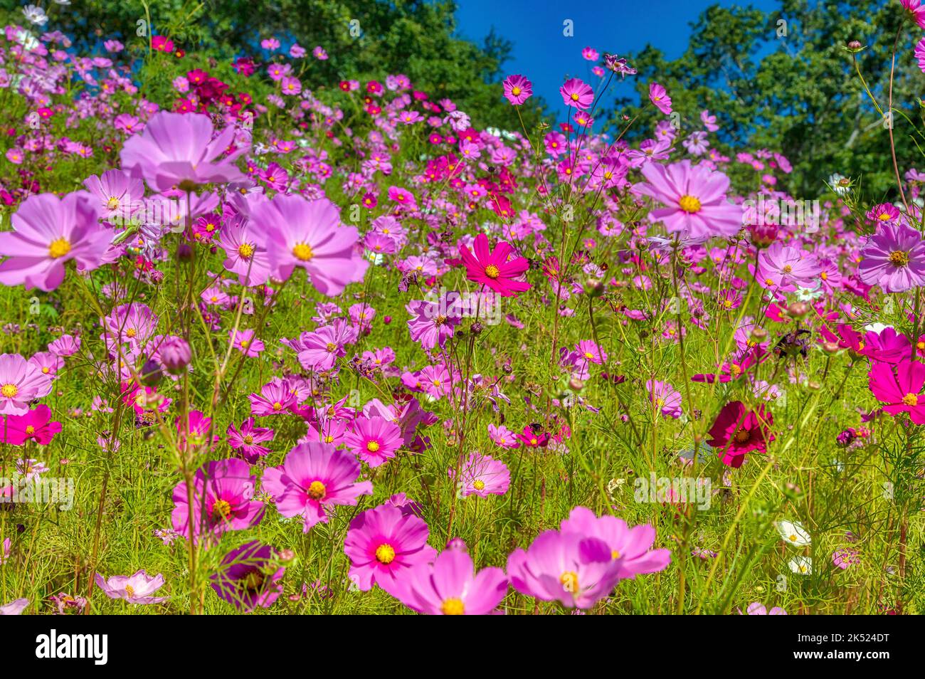 Georgia wildflowers hi-res stock photography and images - Alamy