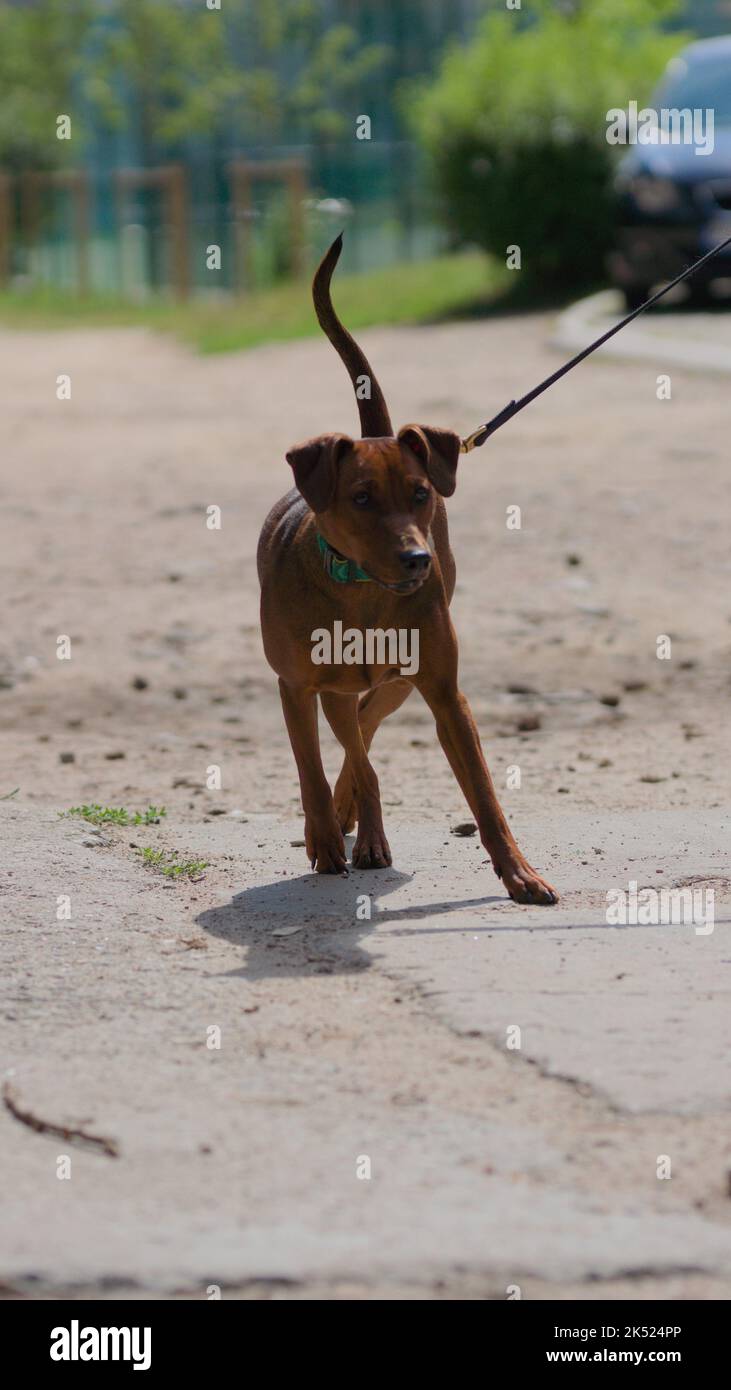 River and dog hi-res stock photography and images - Alamy