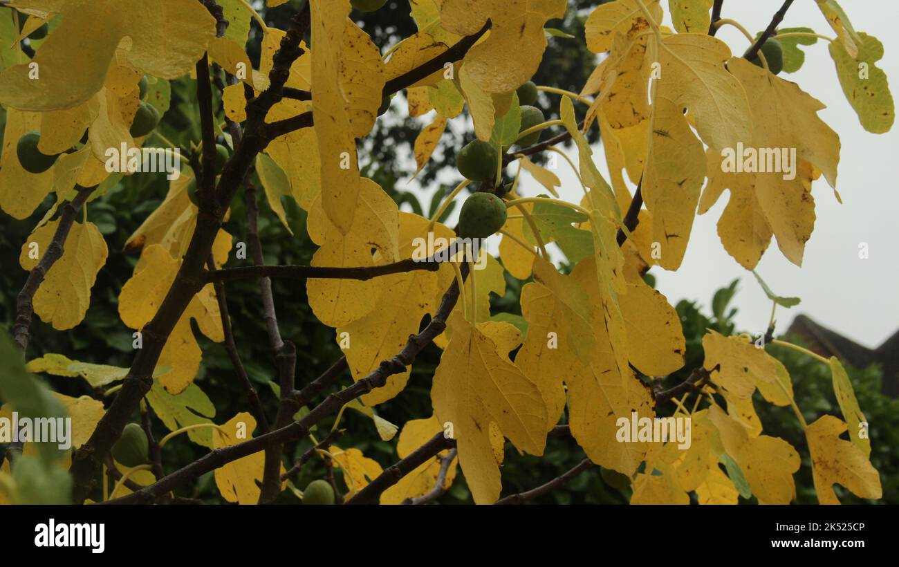 Fig tree with yellow autumn leaves and green fruit. Unusual autumn ...