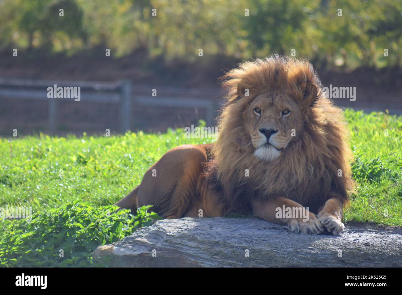 African lions in conservation hi-res stock photography and images - Alamy