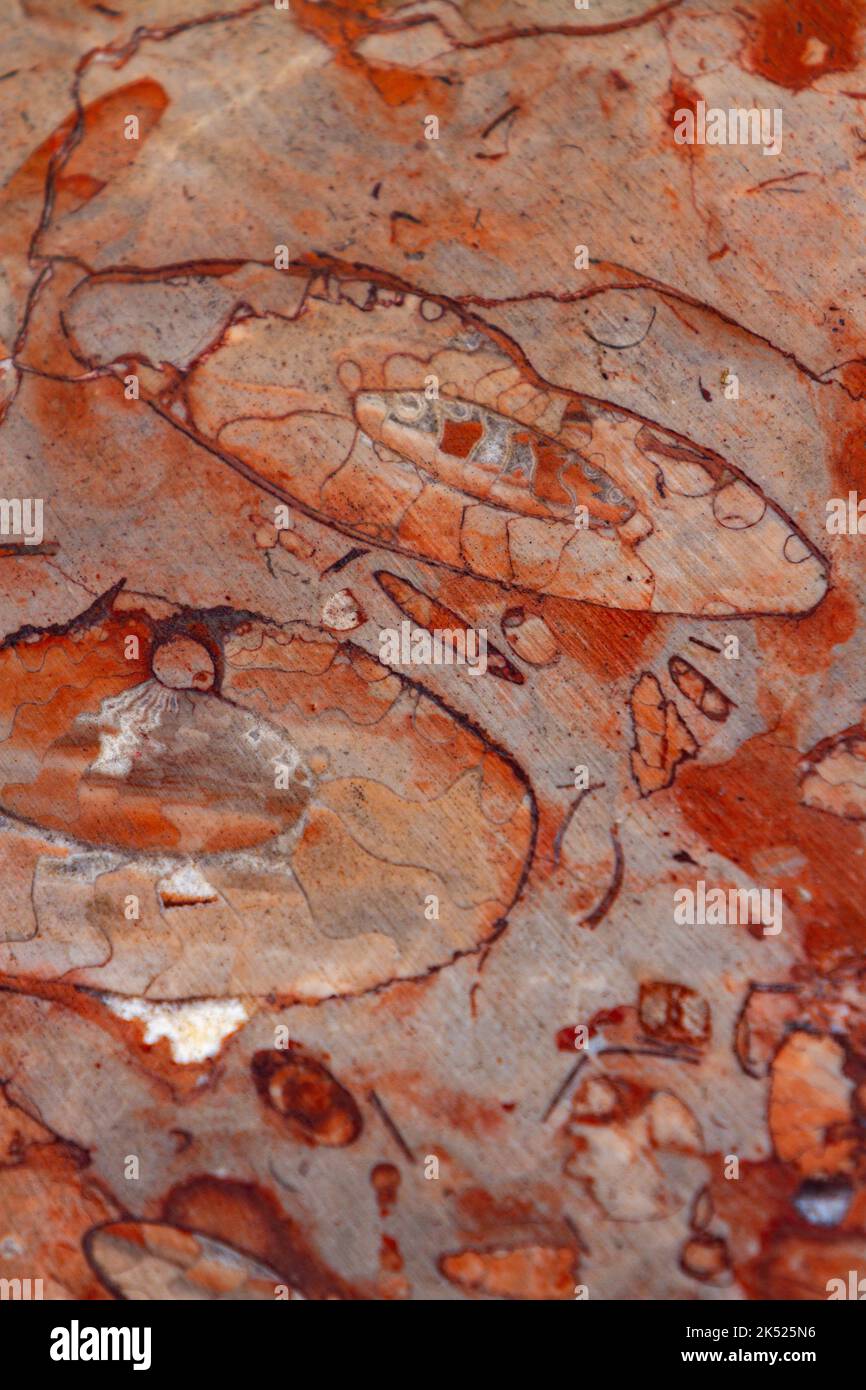 Closeup detail of the red fossiliferous limestone Stock Photo - Alamy
