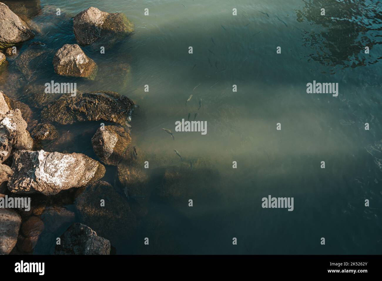 Group of fish from above swimming underwater near rocks Stock Photo - Alamy