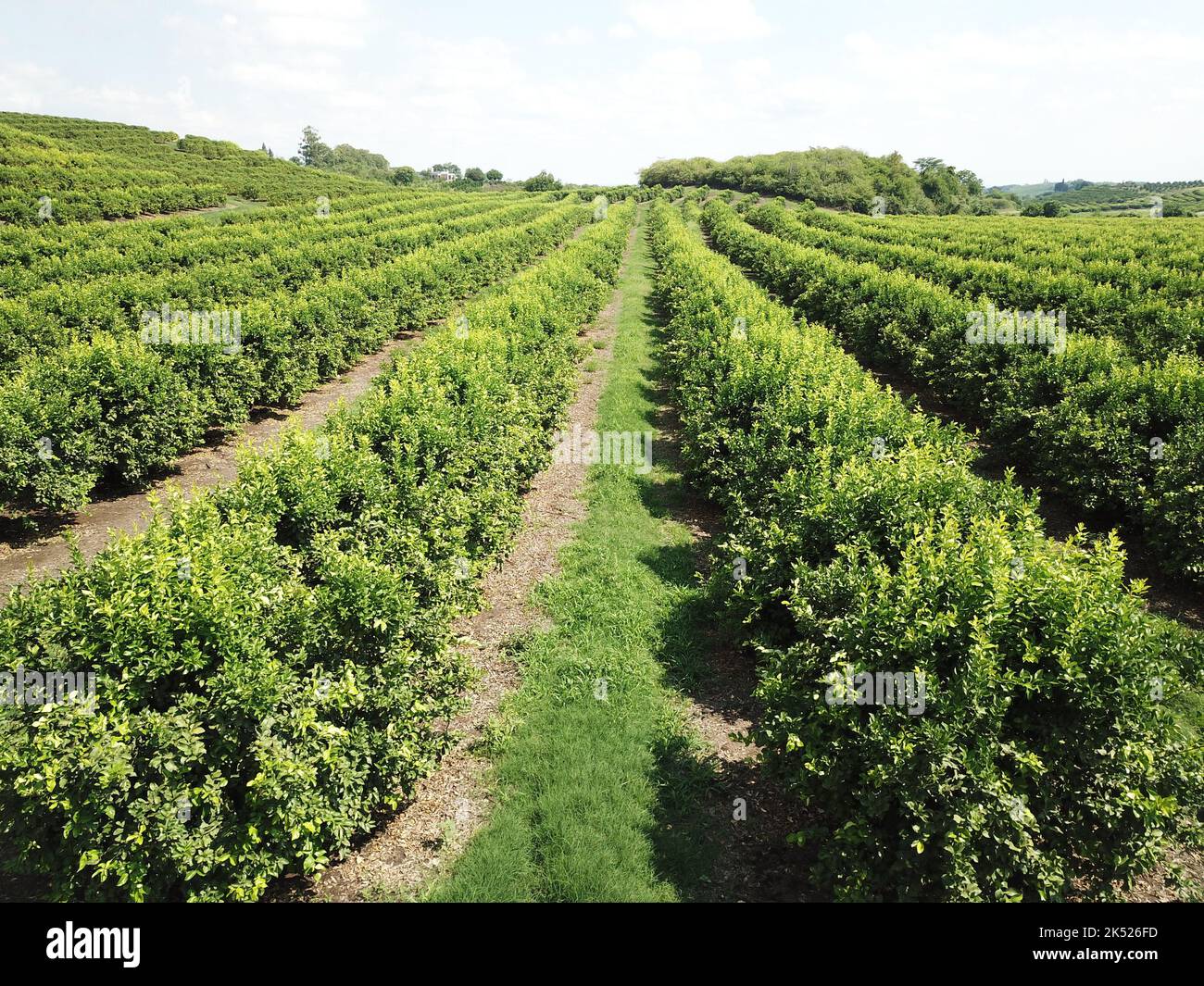 Citrus plantation in northwestern Argentina Stock Photo - Alamy