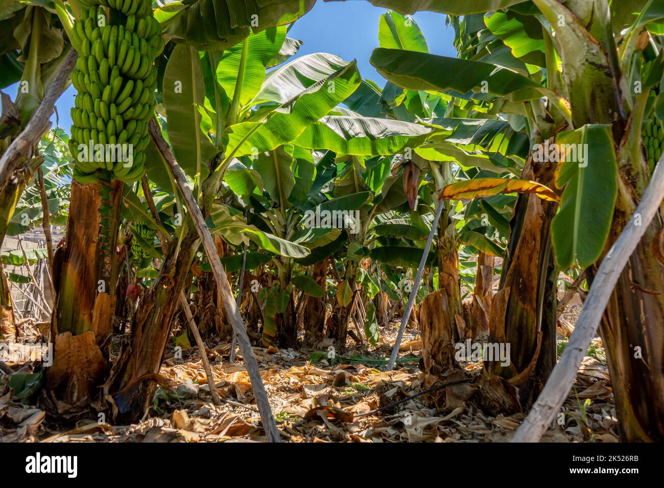 Banana plantation with a bunch of palms in Canary Islands, Spain Stock ...