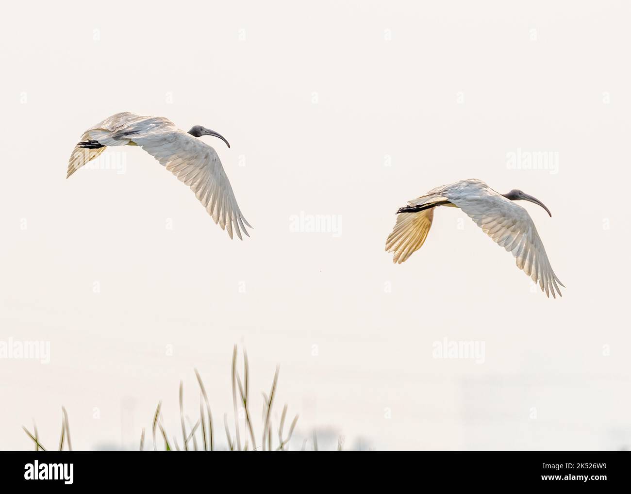 A Pair of Black headed ibis flying with wings down in sky Stock Photo ...