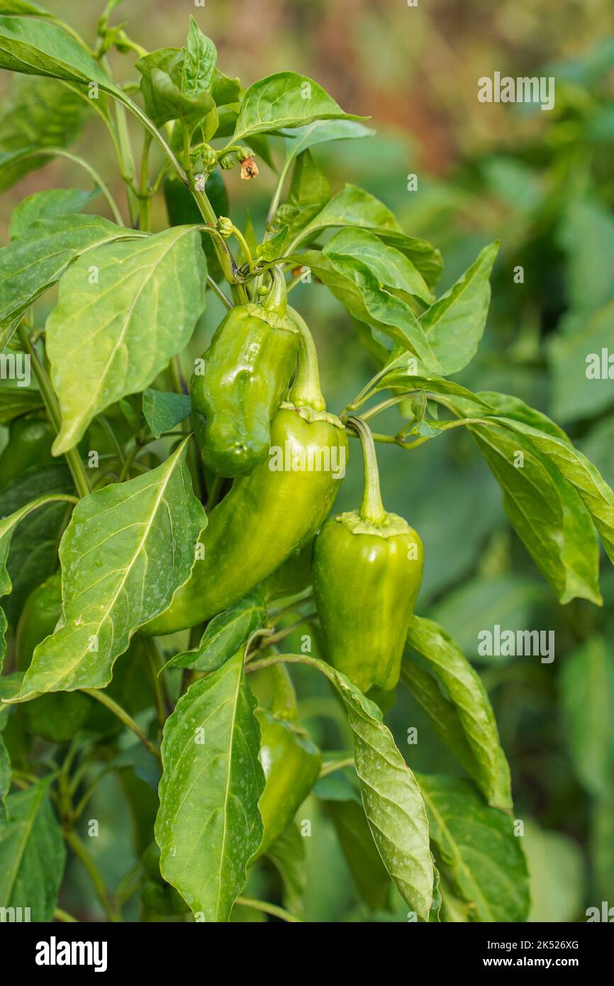 Green bell pepper, paprika, sweet pepper, ripening on plant in urban ...
