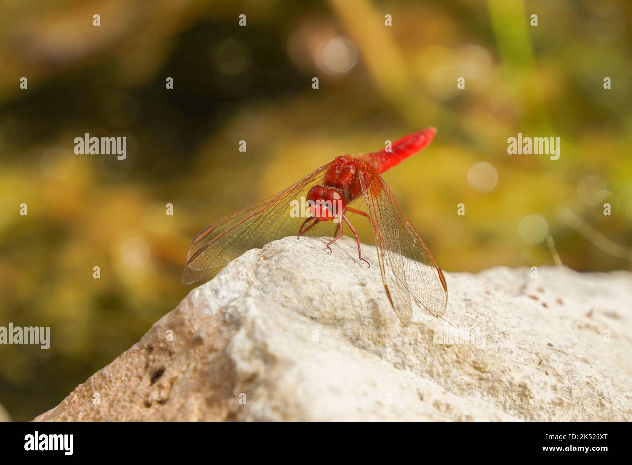 Violet dropwing (Trithemis annulata), Male, dragonfly resting, near ...