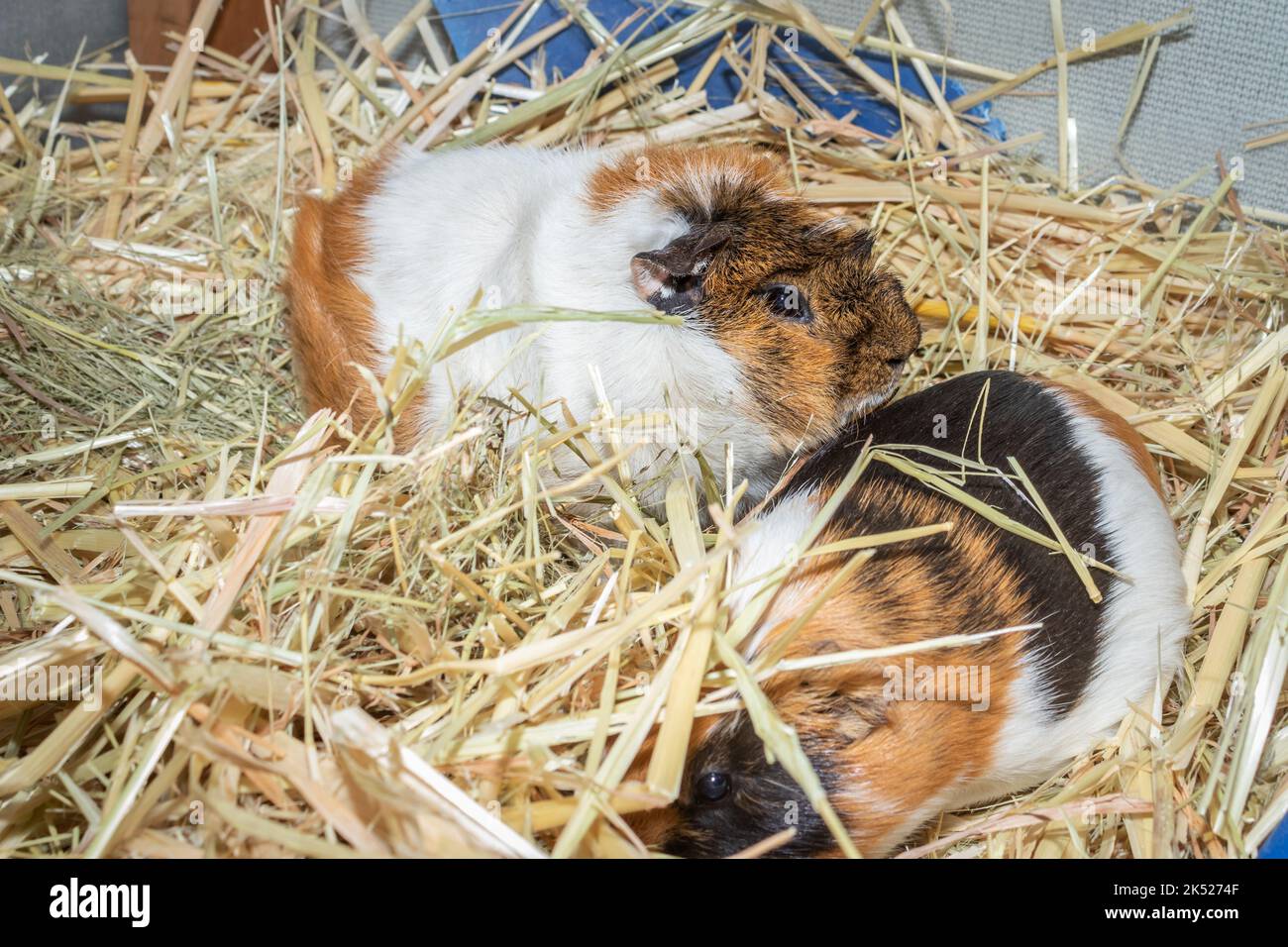 Fluffy sheltie guinea pig white hi-res stock photography and images - Alamy