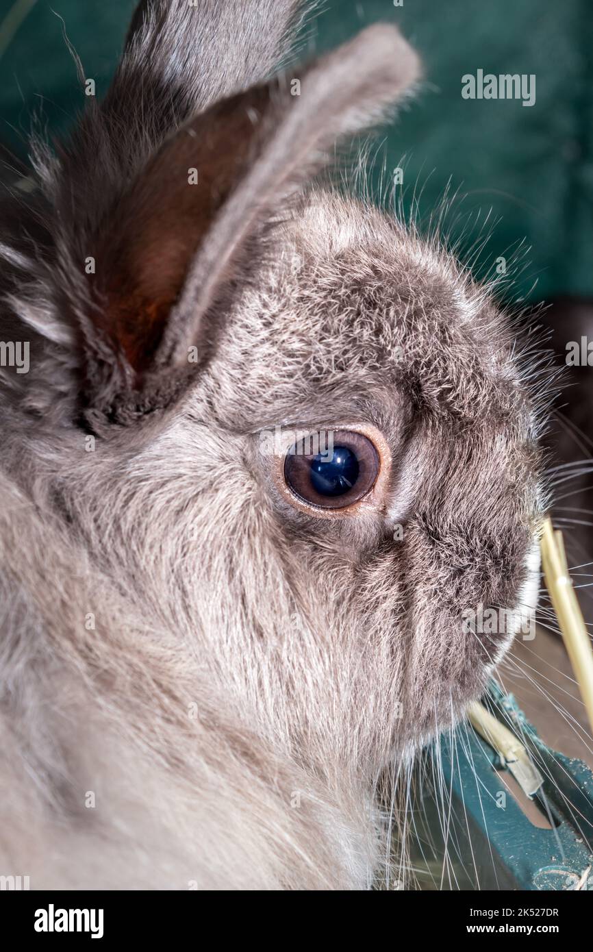 Cute domestic pet rabbit, Cape Town, South Africa Stock Photo - Alamy