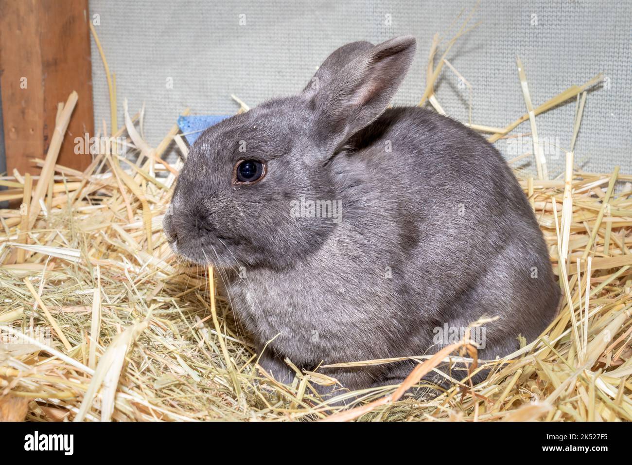 Cute domestic pet rabbit, Cape Town, South Africa Stock Photo - Alamy