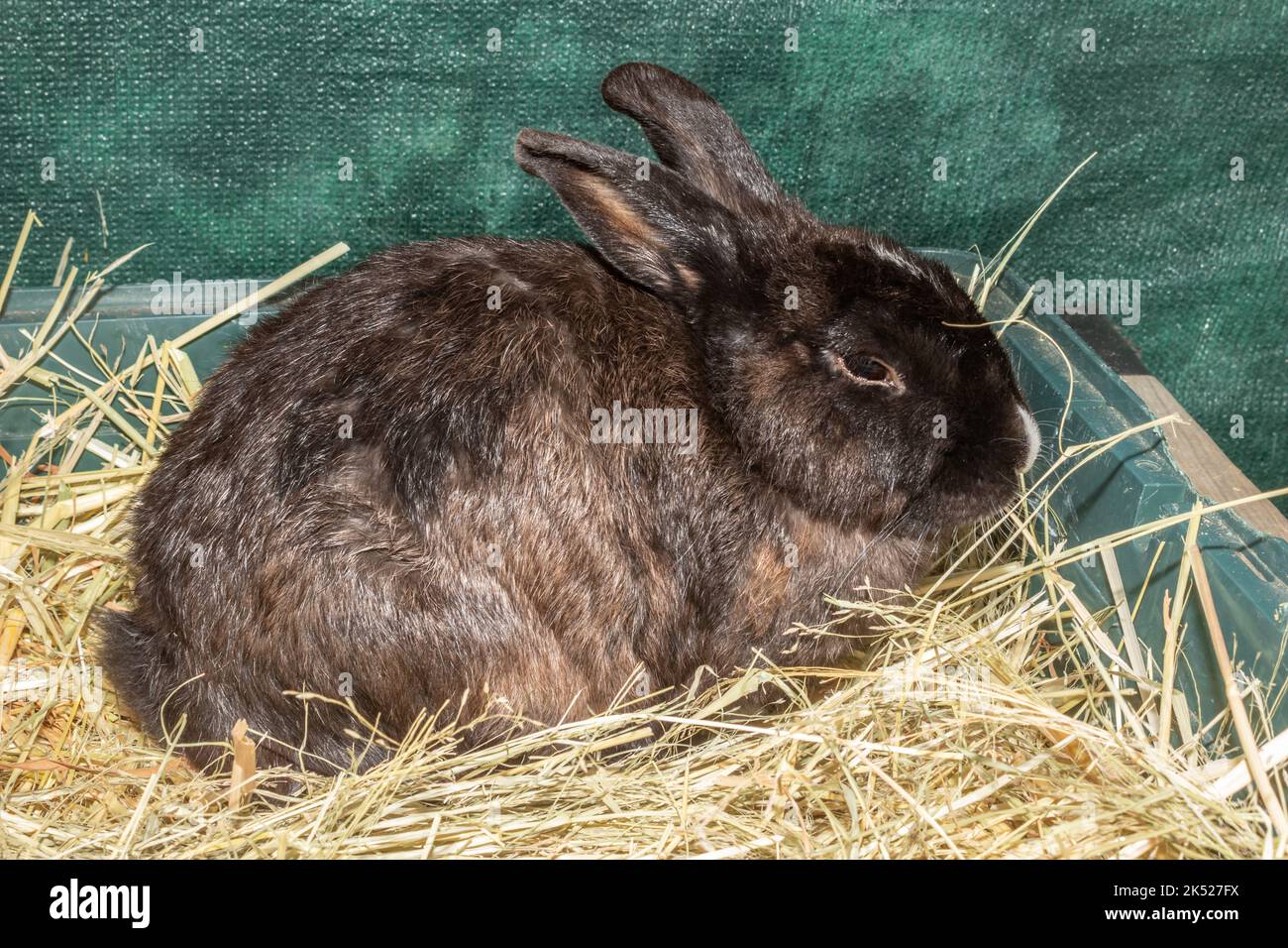 Cute domestic pet rabbit, Cape Town, South Africa Stock Photo - Alamy