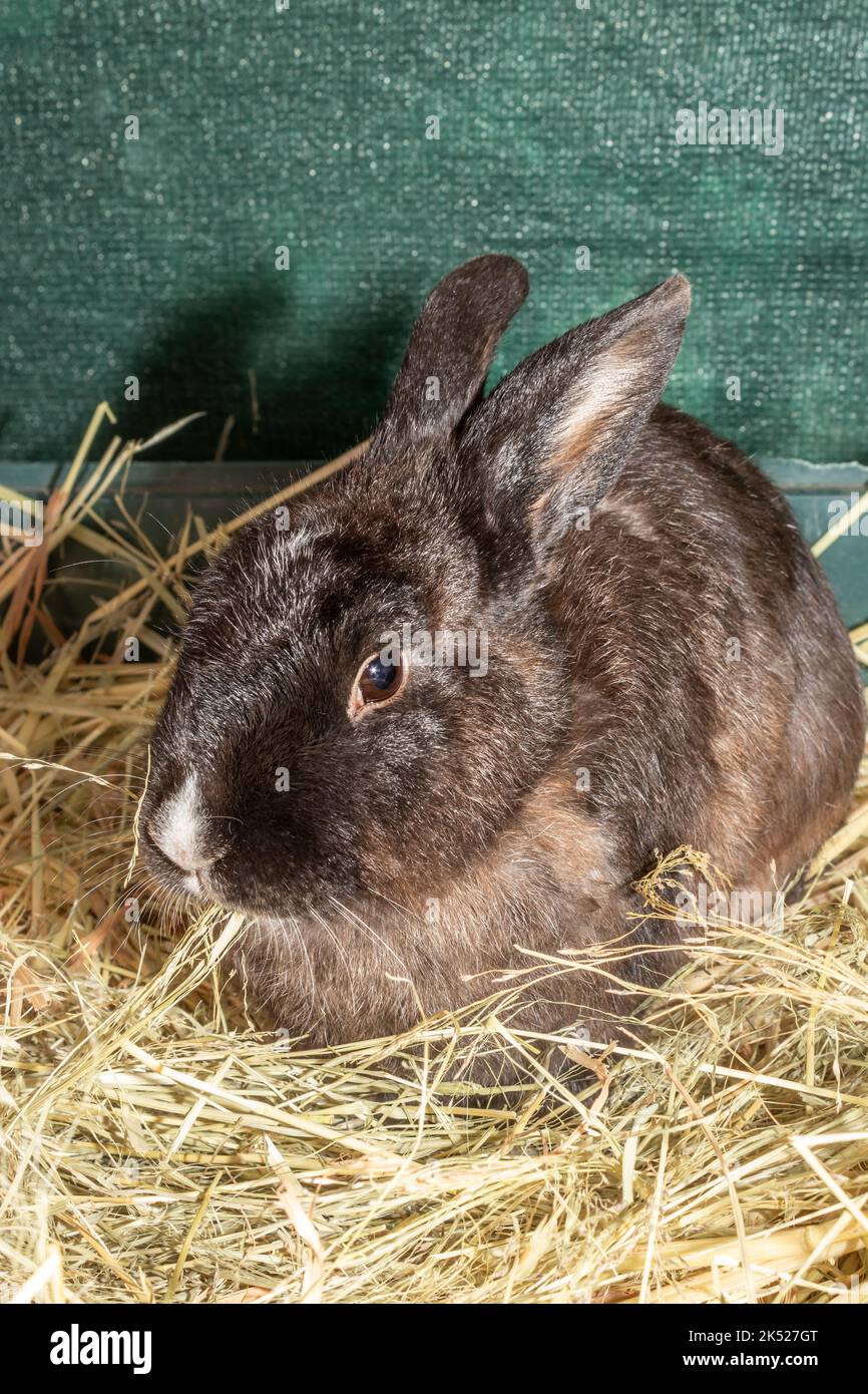 Cute domestic pet rabbit, Cape Town, South Africa Stock Photo - Alamy