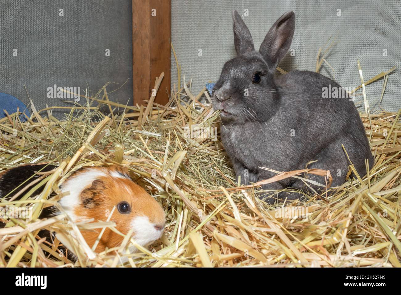 Domestic sheltie guinea pig (Cavia porcellus) with a Grey pet rabbit ...