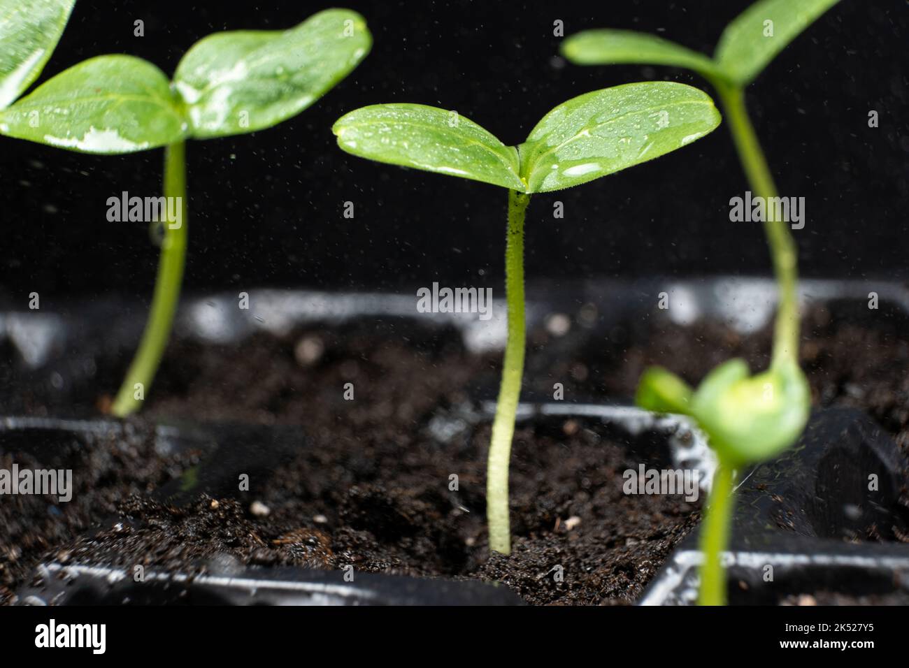 Growing cucumbers from seeds. Step 4 - First Sprouts Stock Photo - Alamy