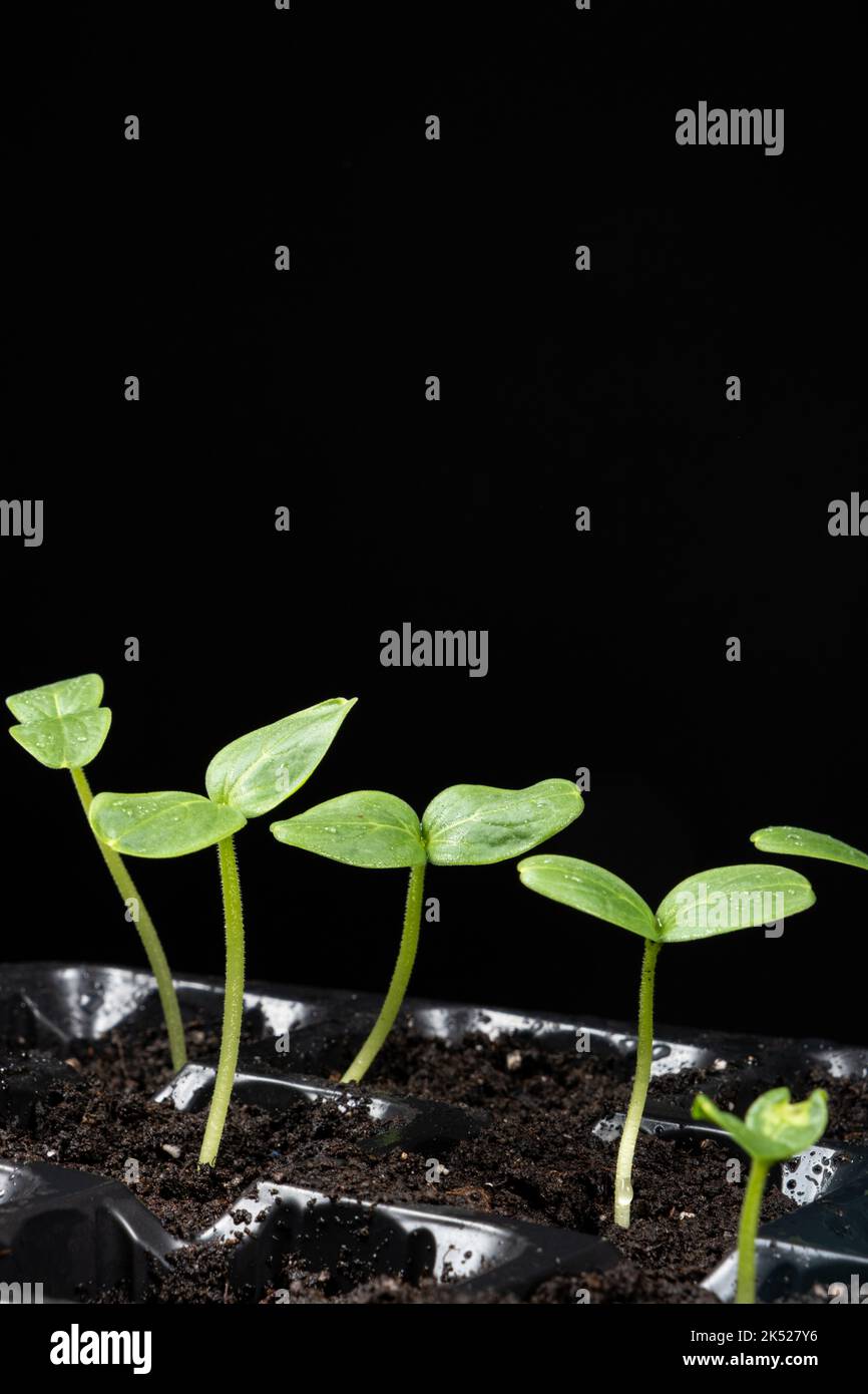 Growing cucumbers from seeds. Step 4 - First Sprouts Stock Photo - Alamy