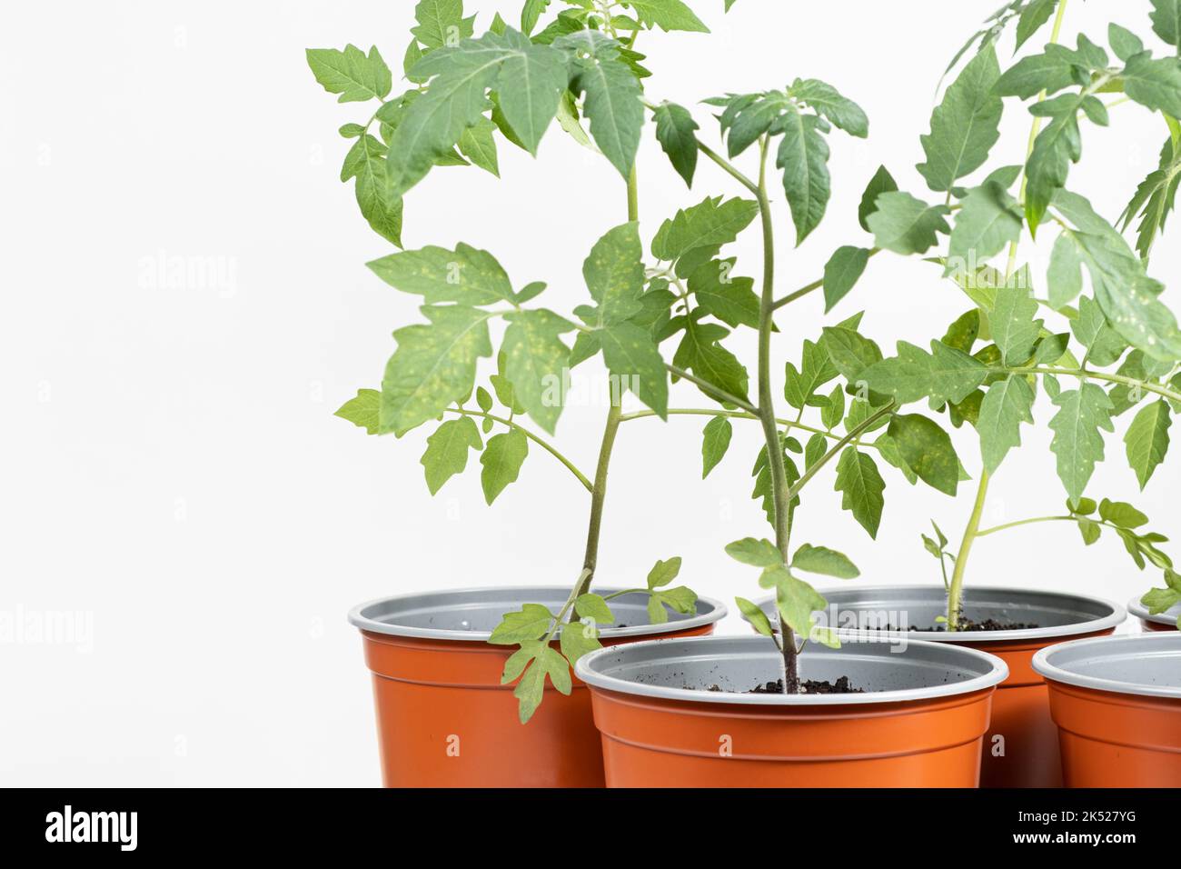 Growing tomatoes from seeds, step by step. Step 10 - seedlings grow in ...