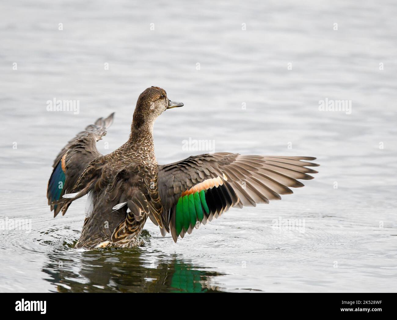 Teals hi-res stock photography and images - Alamy
