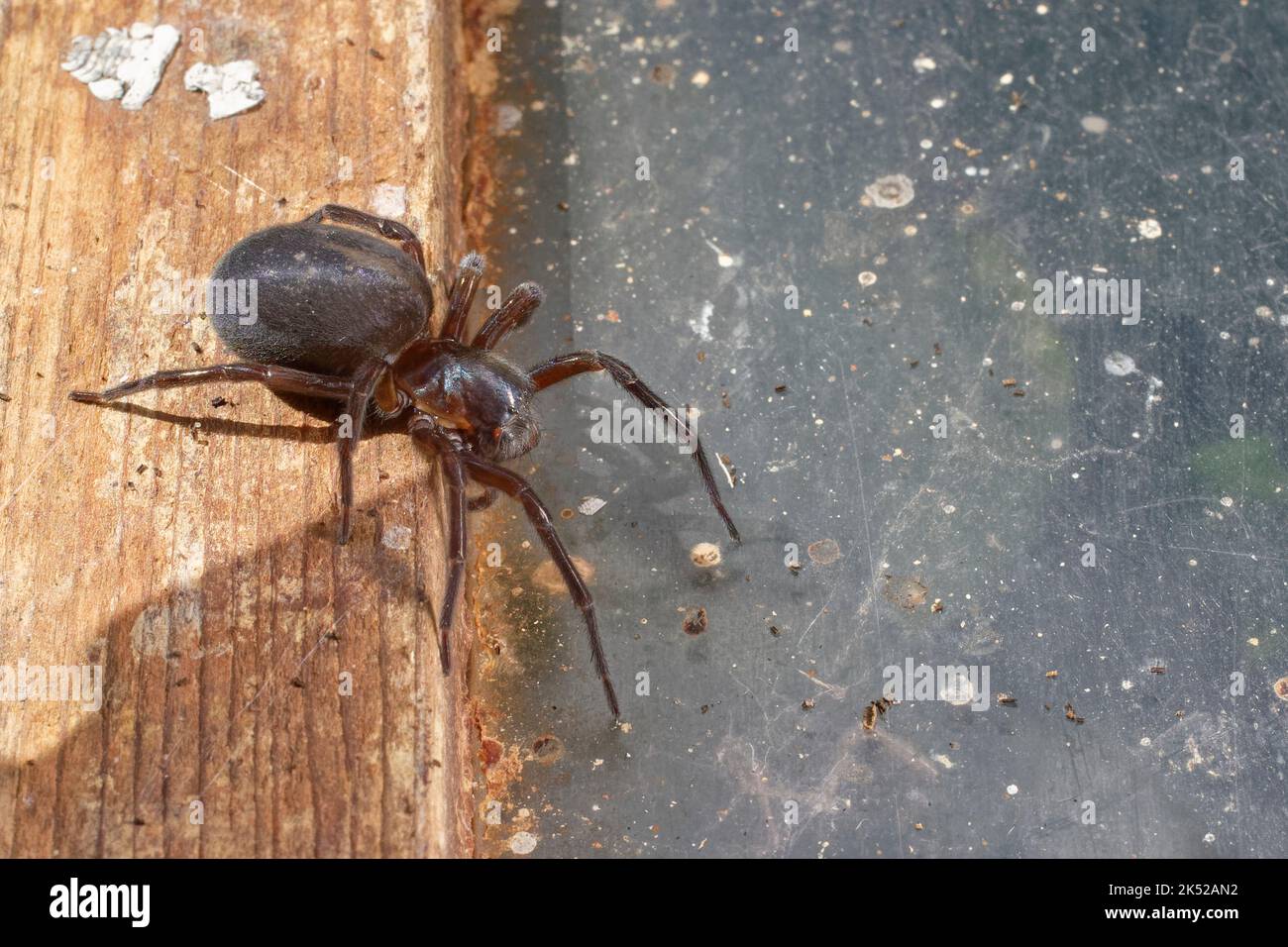 Black Lace Weaver Spider Amaurobius Ferox Female Resting On The Window Frame Of A Garden Shed