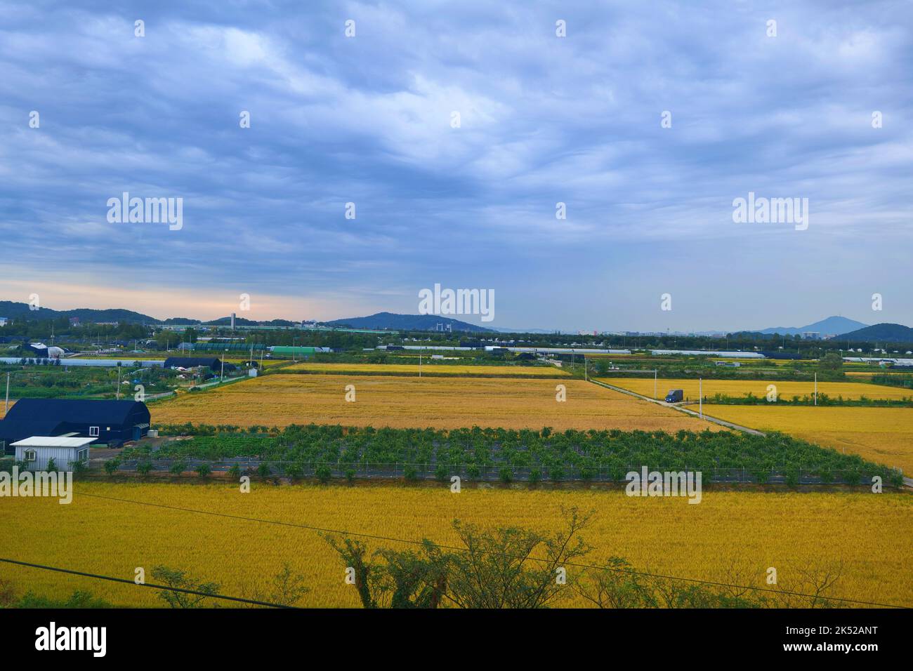 Valley of yellow rice field hi-res stock photography and images - Alamy