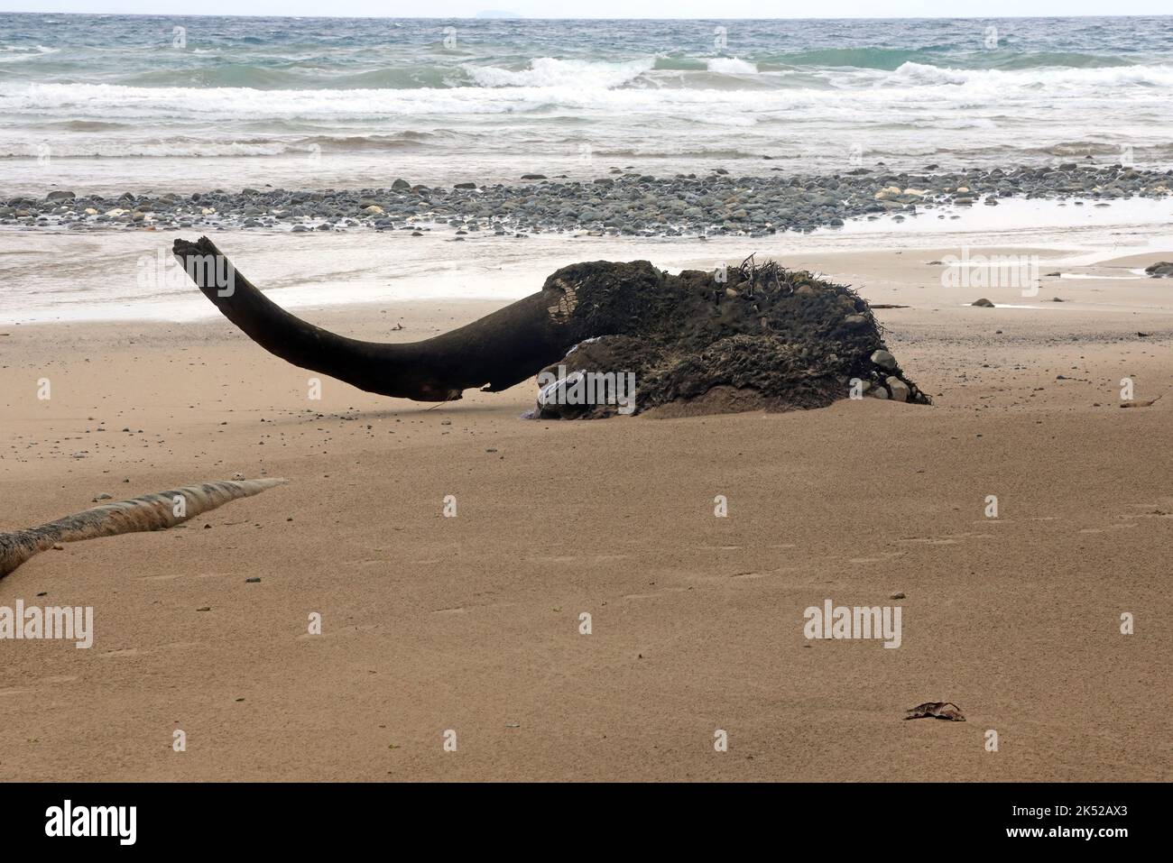 'beach elephant' washed up tree trunk with roots that looks like ...