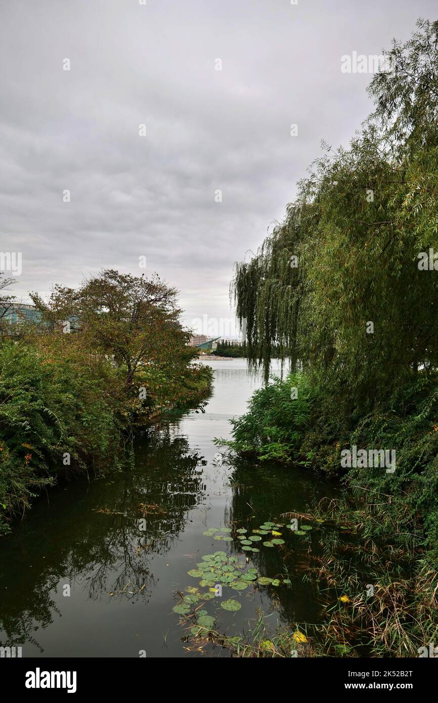 lake with trees Stock Photo - Alamy