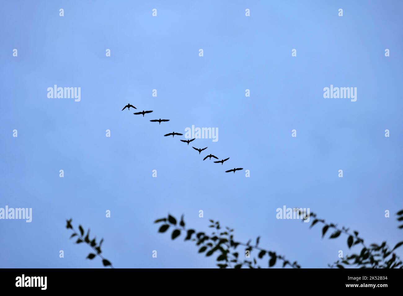 migratory birds in flight Stock Photo - Alamy
