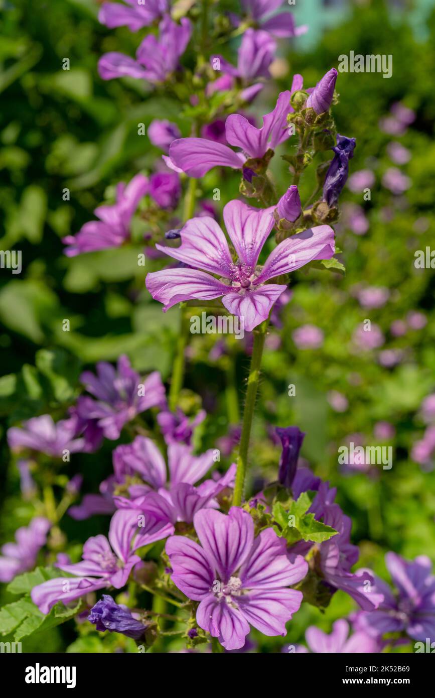 Violet Common Mallow Flower. Natural Floral Botanical Background Stock ...