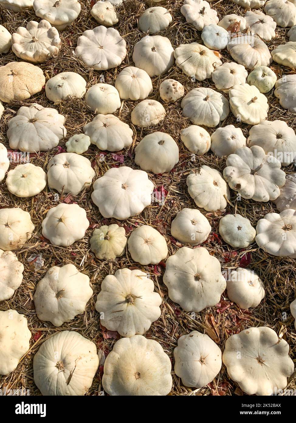 Vegetable cultivation, harvested gourds, Saint-Priest, Rhone, AURA ...