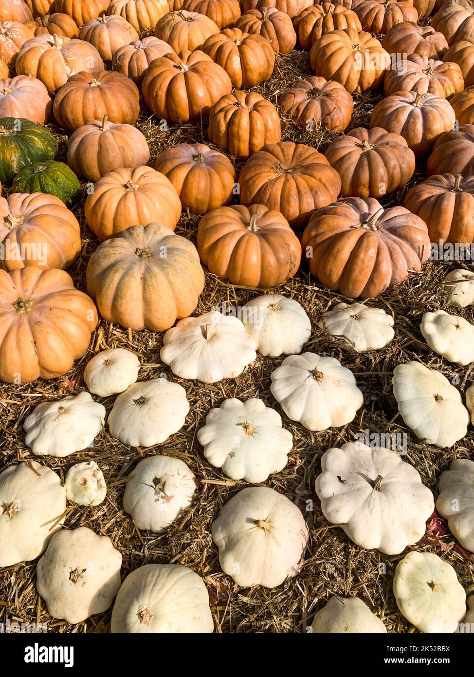Vegetable cultivation, harvested gourds, Saint-Priest, Rhone, AURA ...
