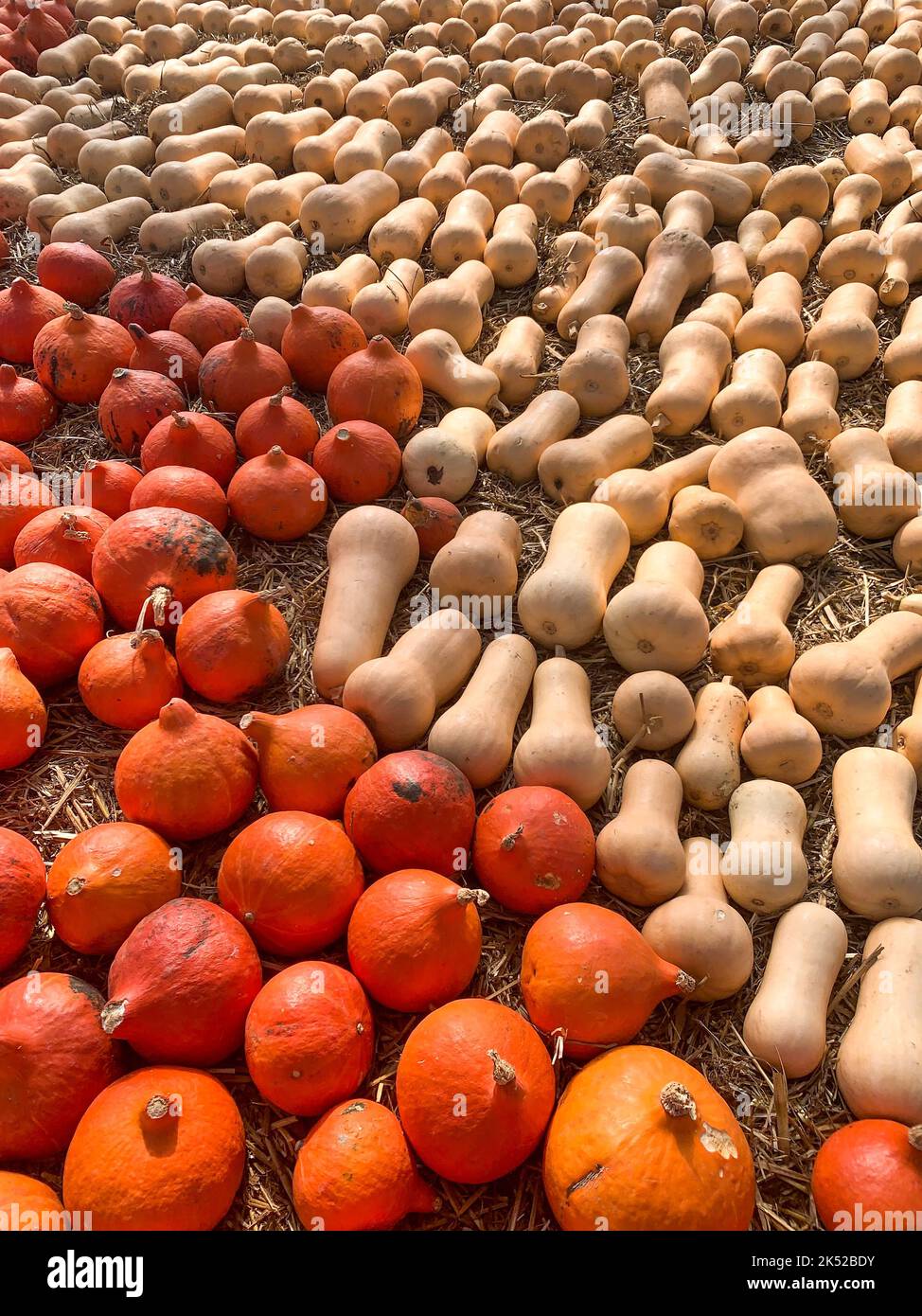 Vegetable cultivation, Saint-Priest, Rhone, AURA Region, France Stock ...