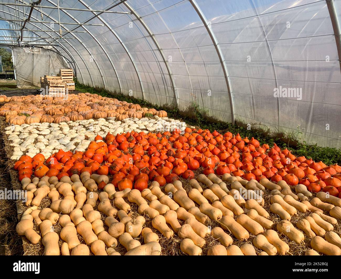Vegetable cultivation, harvested gourds, Saint-Priest, Rhone, AURA ...