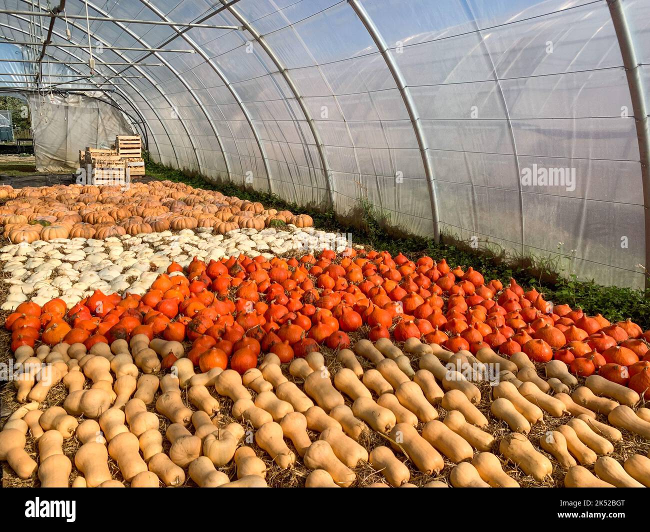 Vegetable cultivation, harvested gourds, Saint-Priest, Rhone, AURA ...