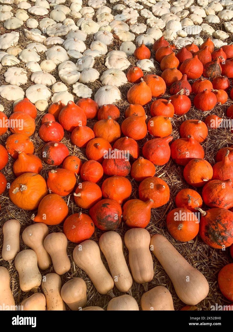 Vegetable cultivation, harvested gourds, Saint-Priest, Rhone, AURA ...