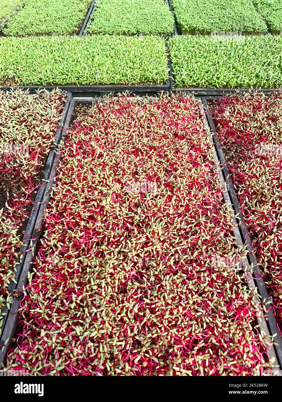 Vegetable cultivation, young growth, Saint-Priest, Rhone, AURA Region ...