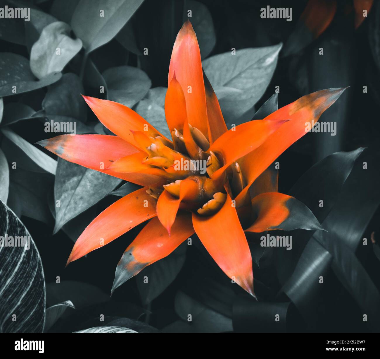 A selective color of an orange Bromelia flower with grayscale leaves in ...