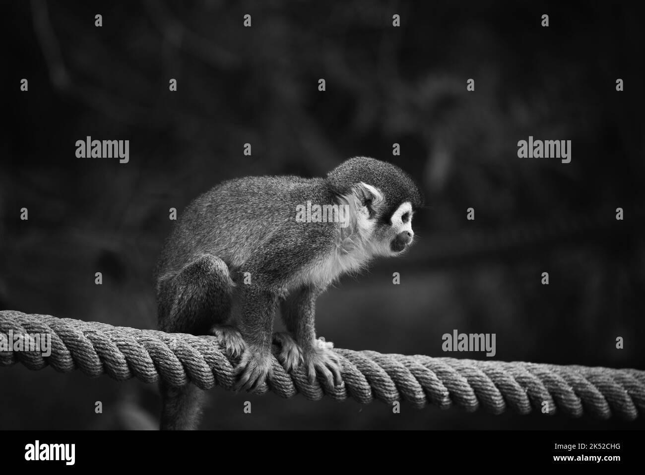 A beautiful shot of a squirrel monkey in Costa Rica in grayscale Stock ...