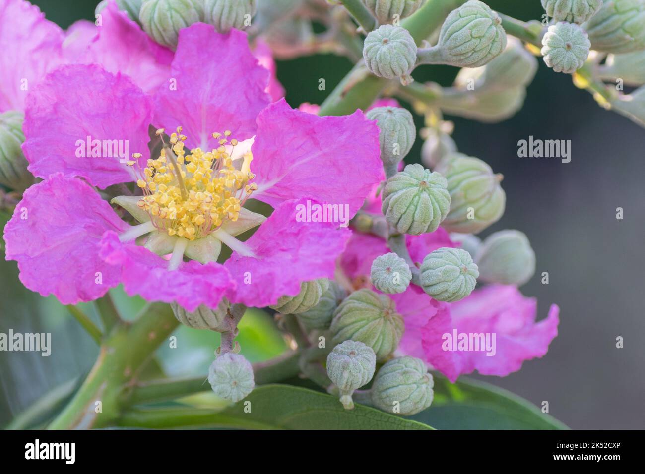 Lagerstroemia speciosa is a tropical ornamental tree with beautiful ...