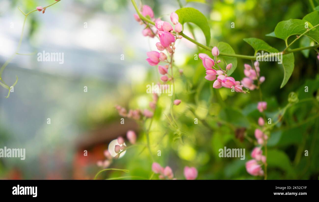 A close up of a beautiful Mexican creeper flower on a natural ...