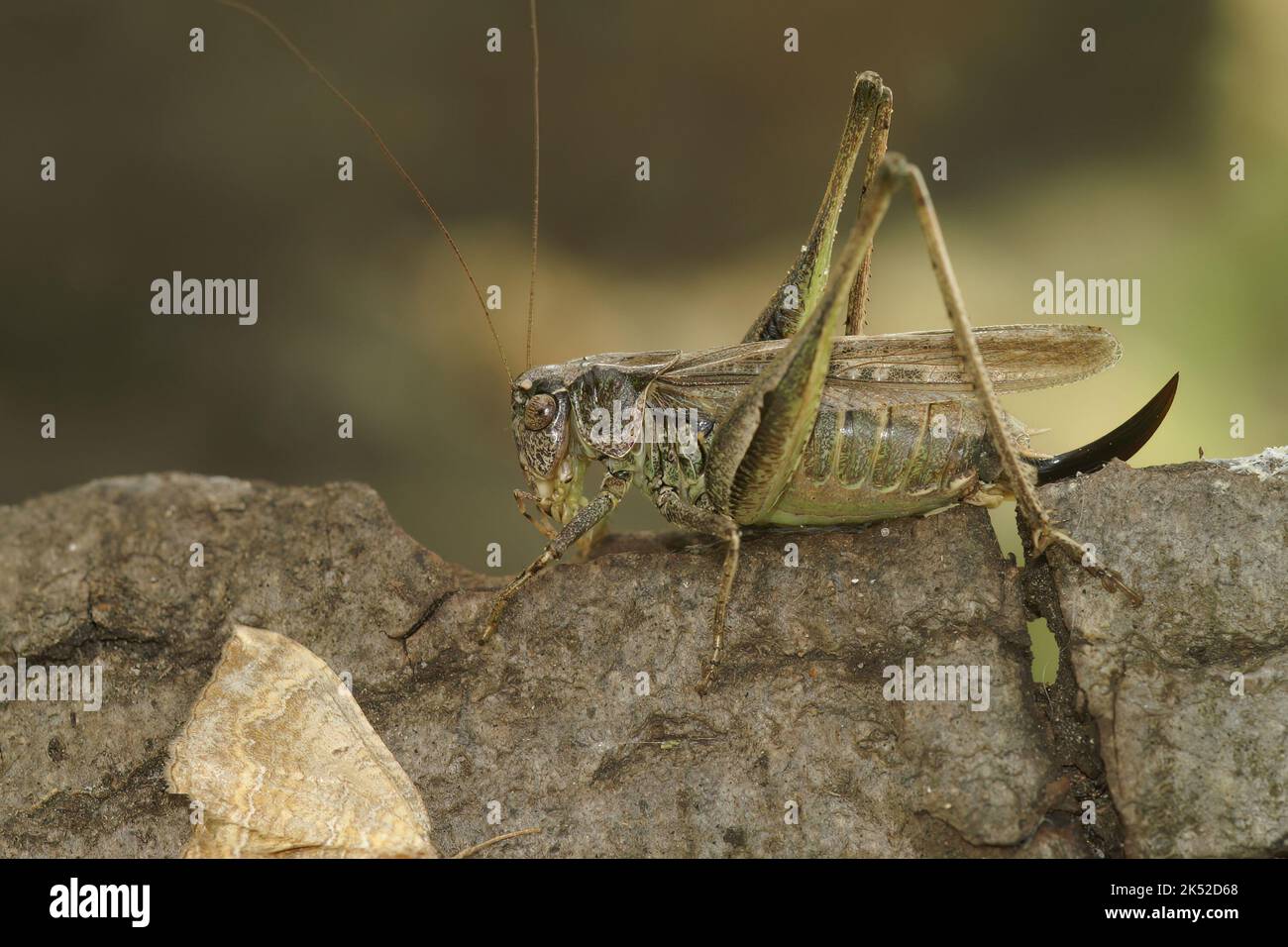 Closeup on the rare aand endangered Grey Bush-cricket, Platycleis ...