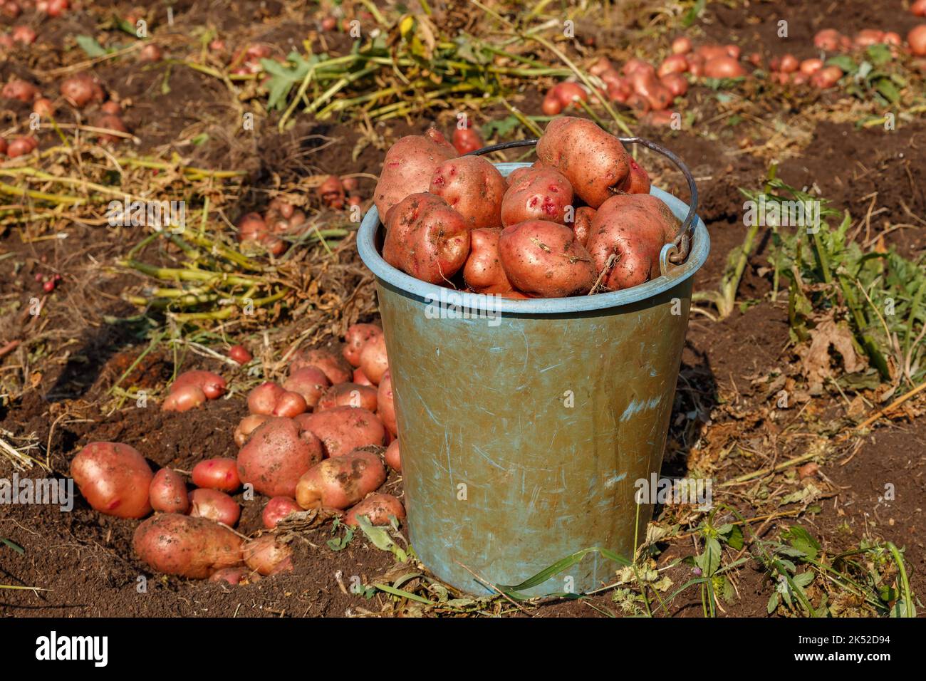 Full harvesting bucket hi-res stock photography and images - Alamy