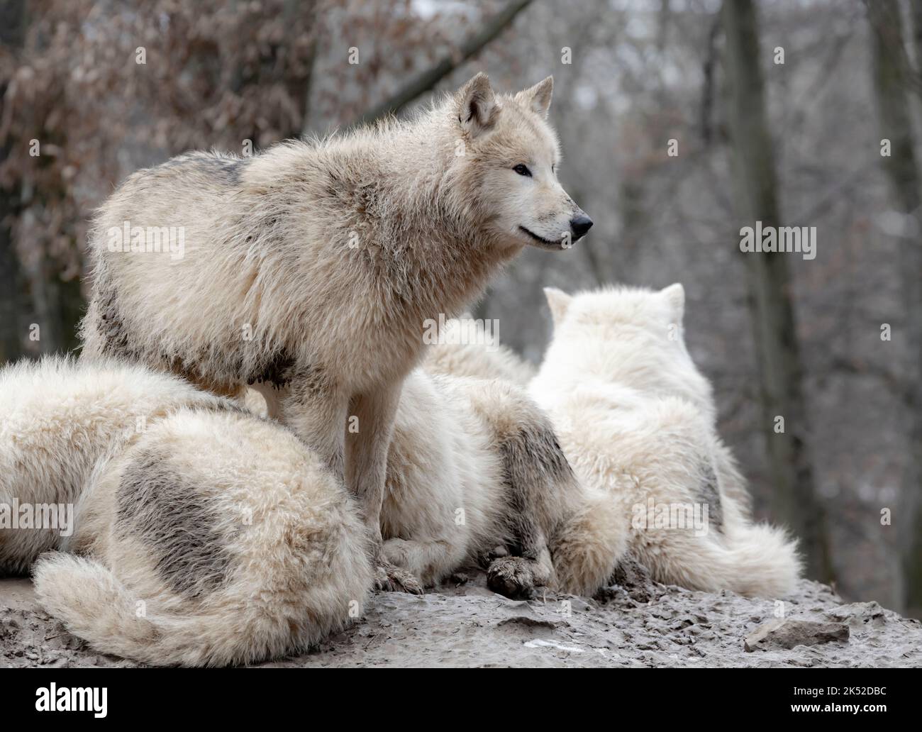 wolves in winter, ZOO Brno Stock Photo - Alamy