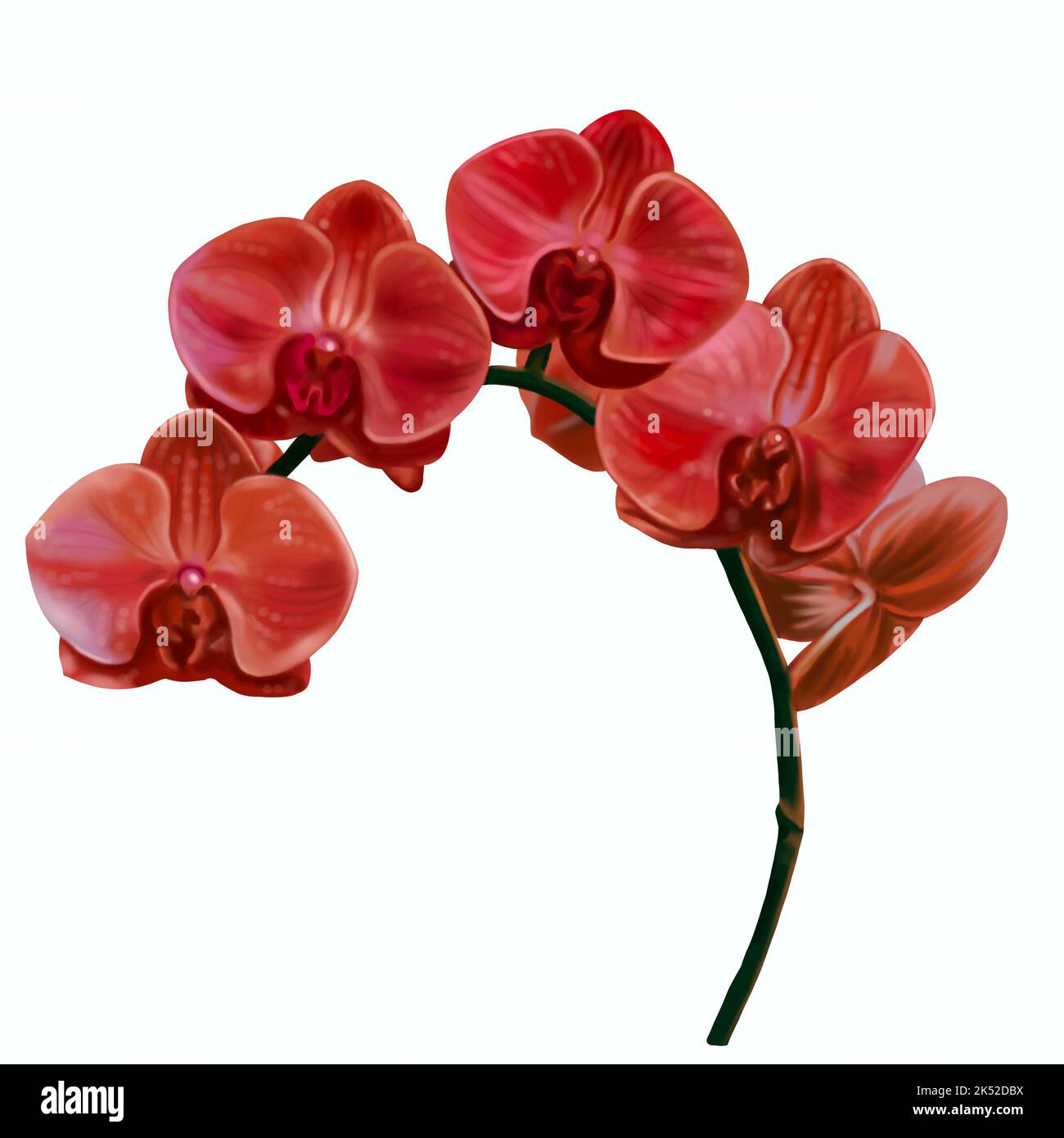 Realistic Orchid Drawing